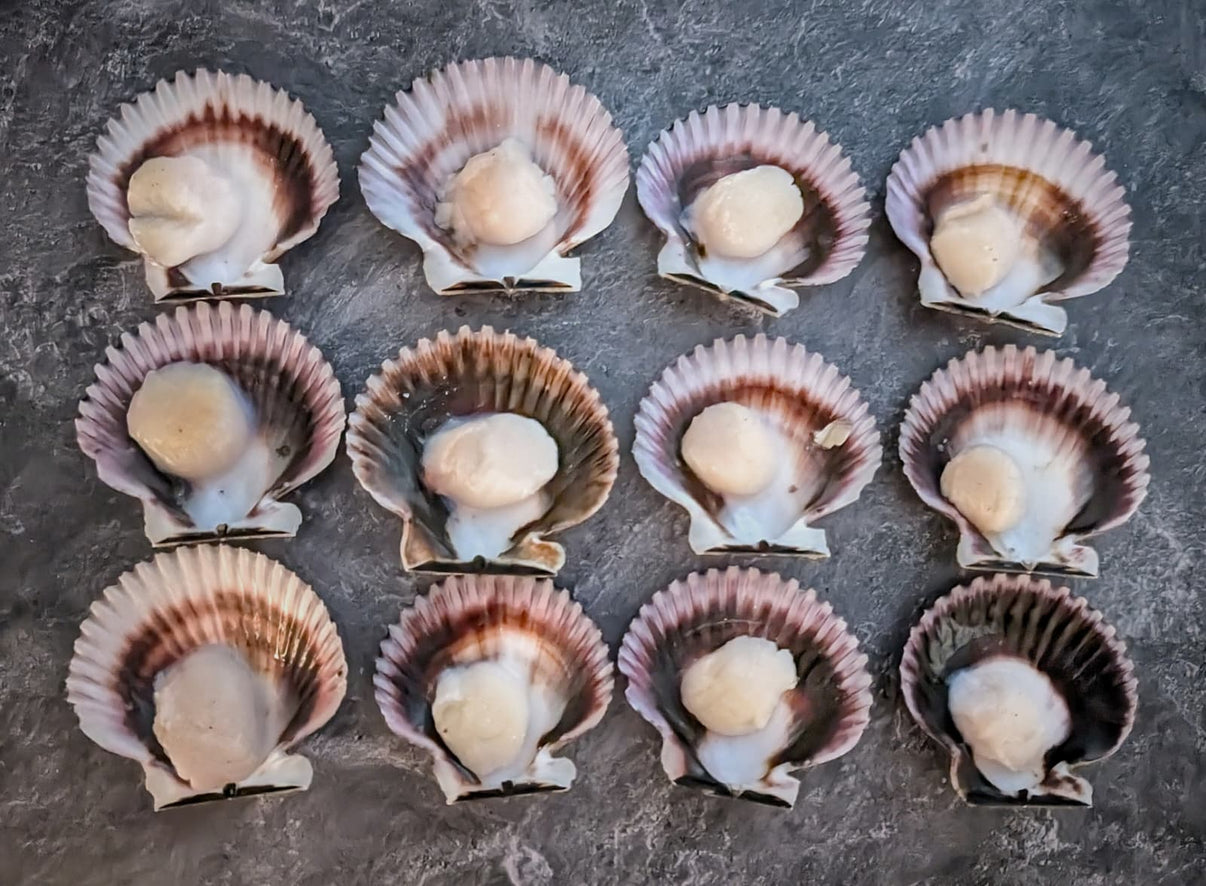 Dry Scallops – Half Shell (U10/U20) – Meat N' Bone